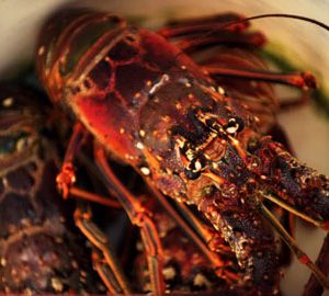 Florida Keys Seafood Restaurant, Market & Marina | Keys Fisheries